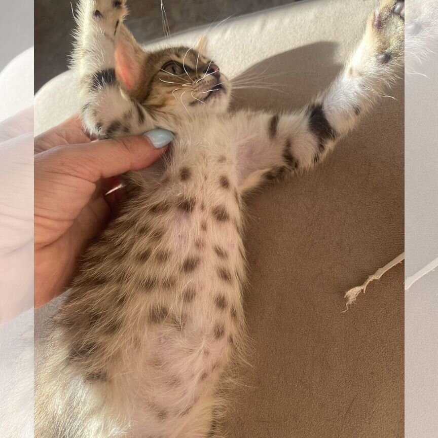 Котенок девочка в добрые руки