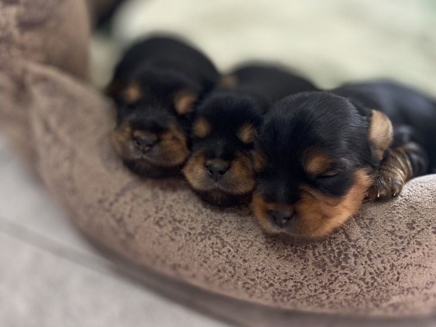 Продаю щенков йорка