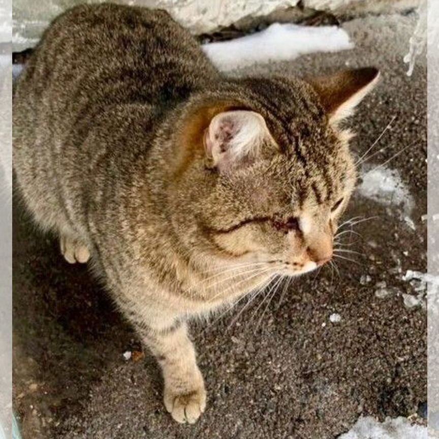 Нужно помощь коту Срочн