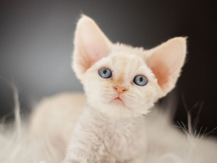 Котята девон-рекс