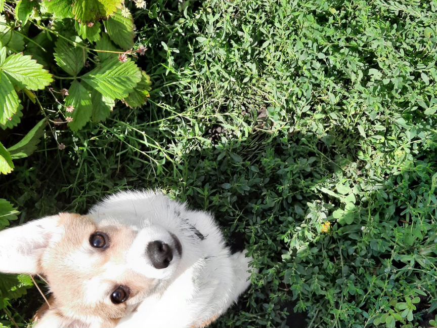 Щенки корги