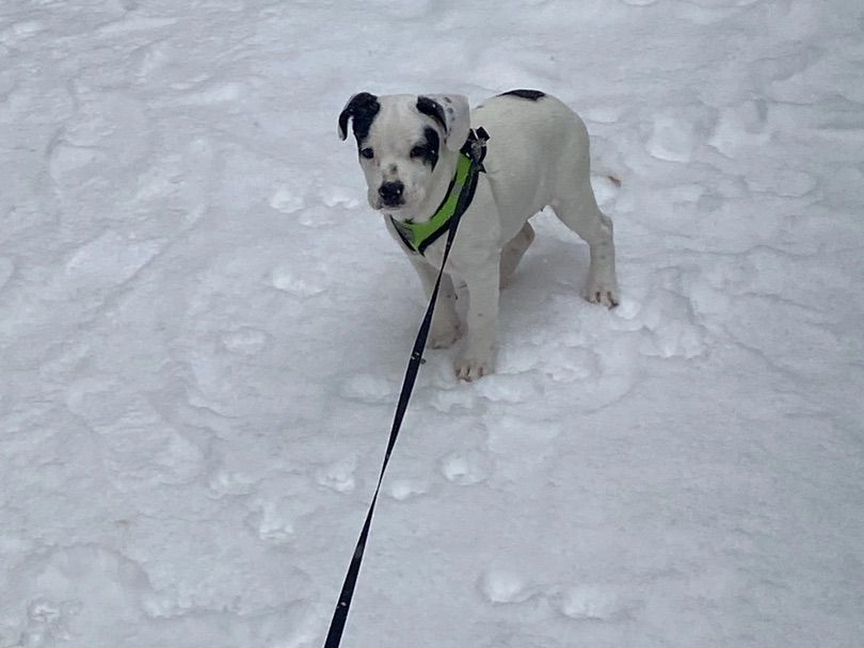 Двортерьер