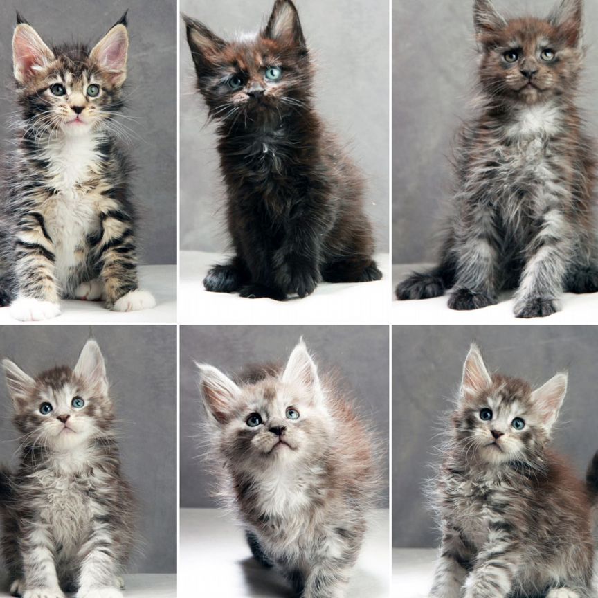 Мейн-кун котёнок