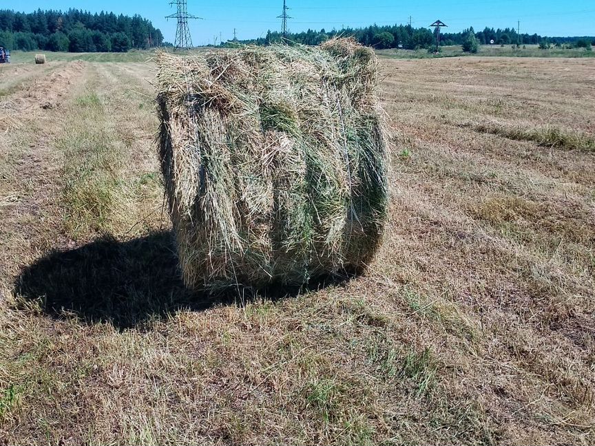Сено люцерны в рулонах