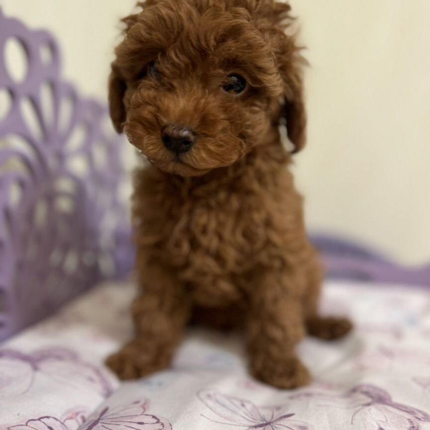 Той-пудель, щенок