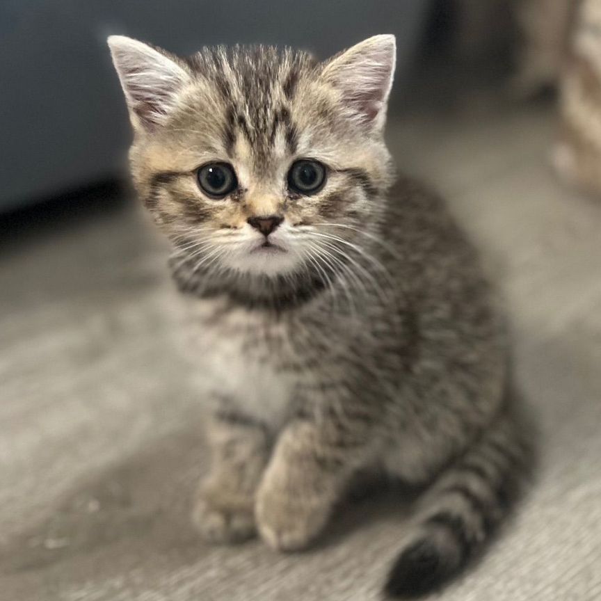 Шотландский прямоухий короткошёрстный котёнок