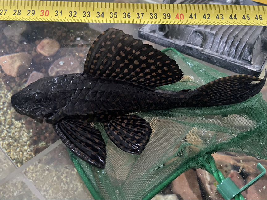 Сомик анциструс девочка более 15 см