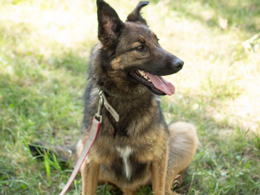 Заберите Зиру из приюта