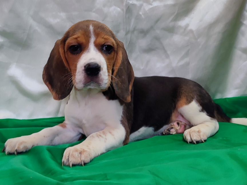 Щенки бигль