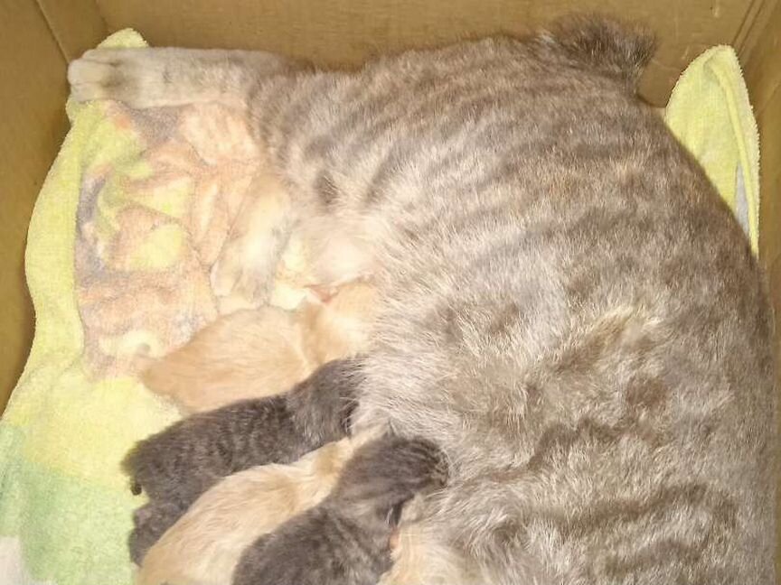 Котята курильского бобтейла