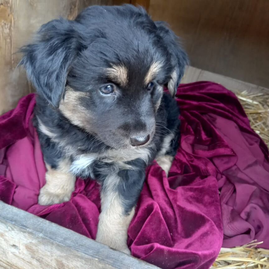 Кудрявая девочка 1,5 мес. Будет среднего размера