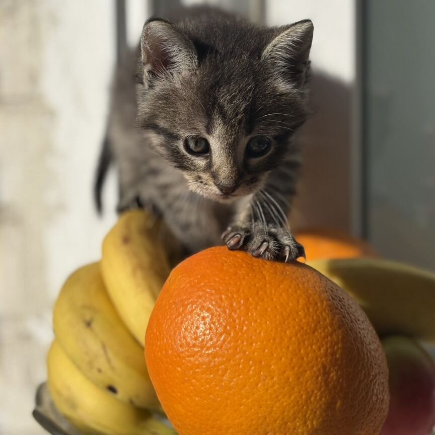 Котик в добрые руки