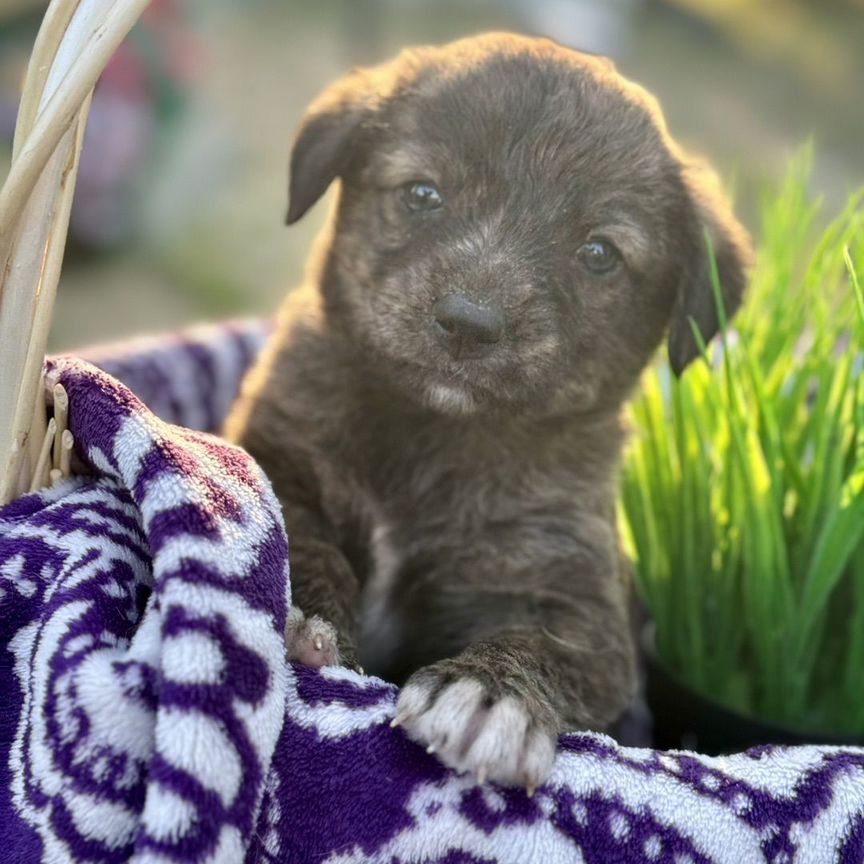 Щенок мальчик