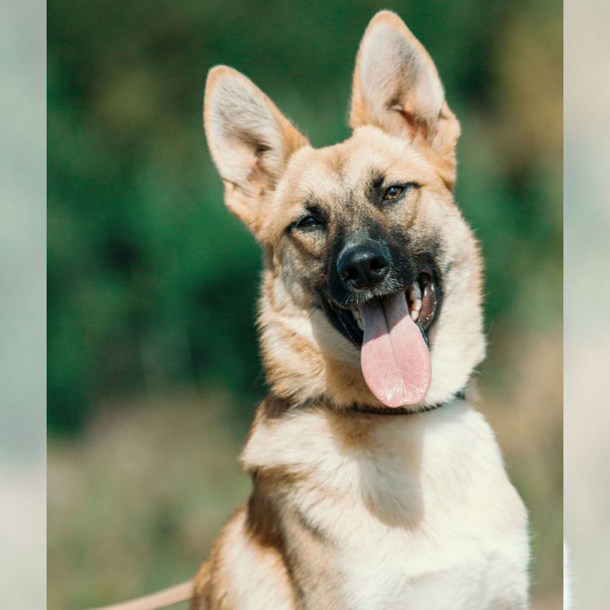 Резвый красавчик Хамстер в добрые руки