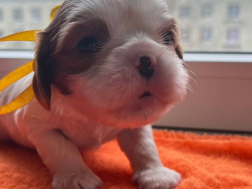 Кинг чарльз спаниель щенки