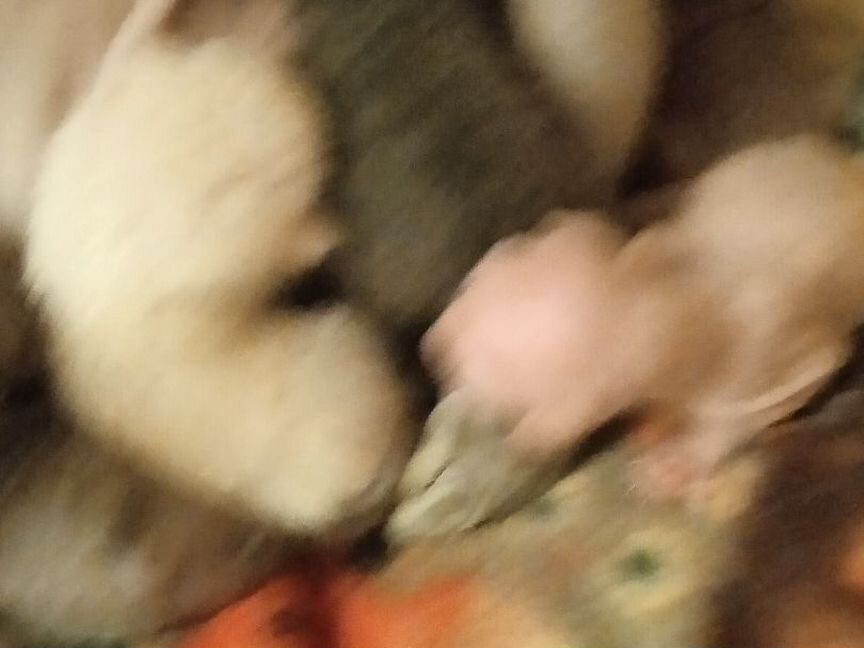 Котята Донецкого сфинкса бронь