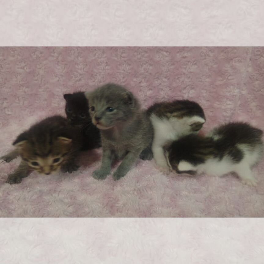 Котята в добрые руки