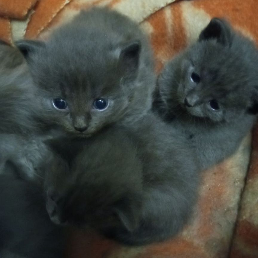 Котятки от кошки-крысоловки