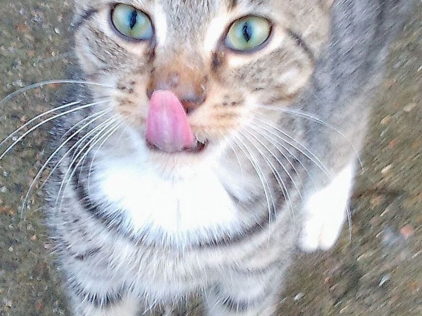 Кошка