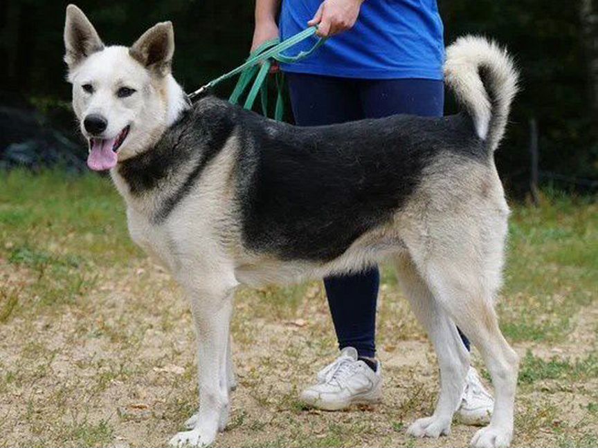 Собака в добрые руки