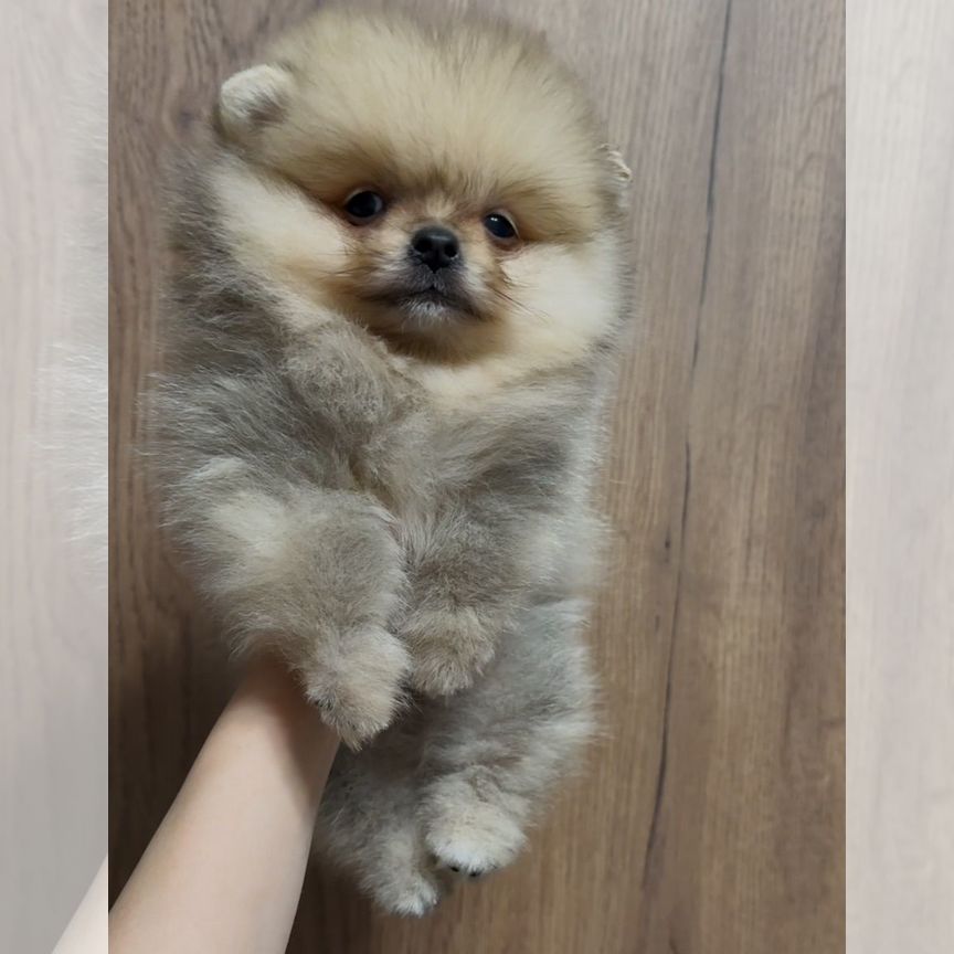 Померанский шпиц щенки