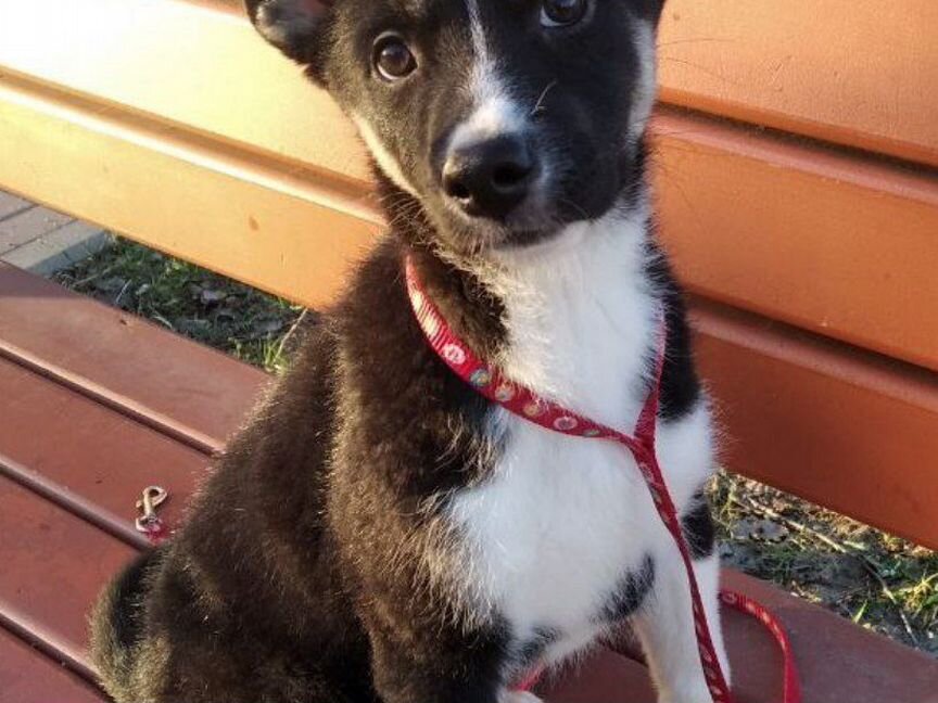 Щенок метис лайки