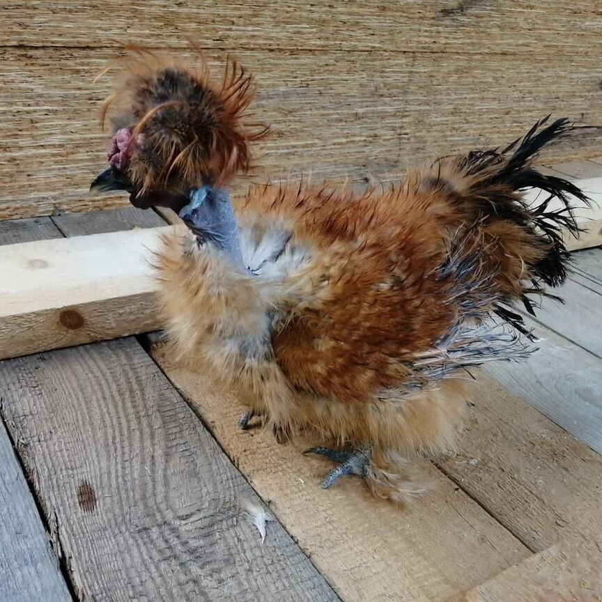 Петушки Китайские шелковые