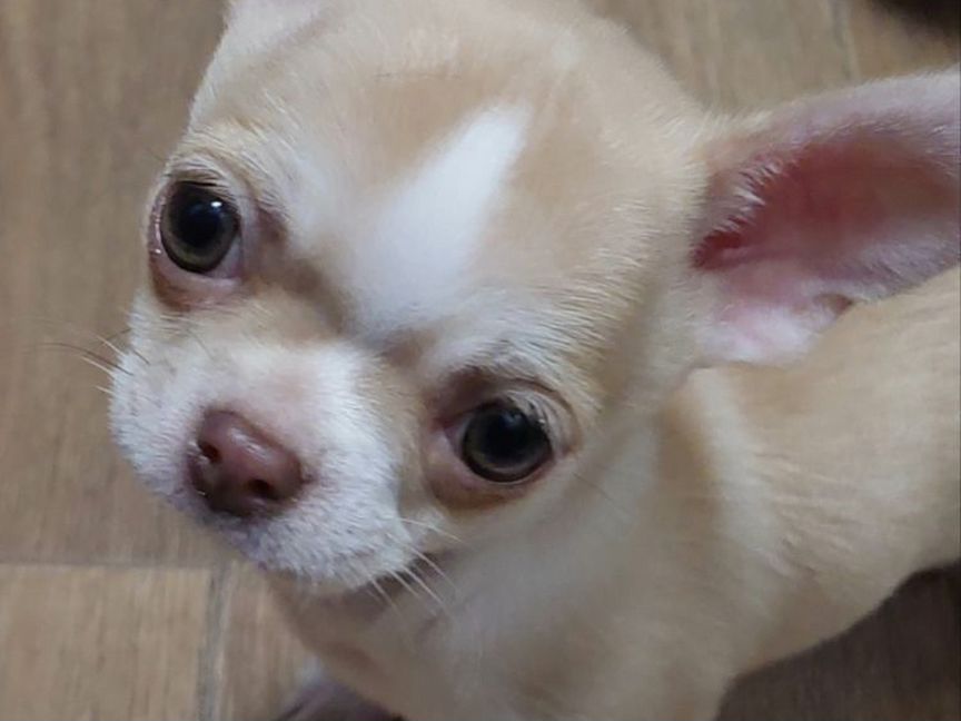 Мальчик нежный персик чихуахуа