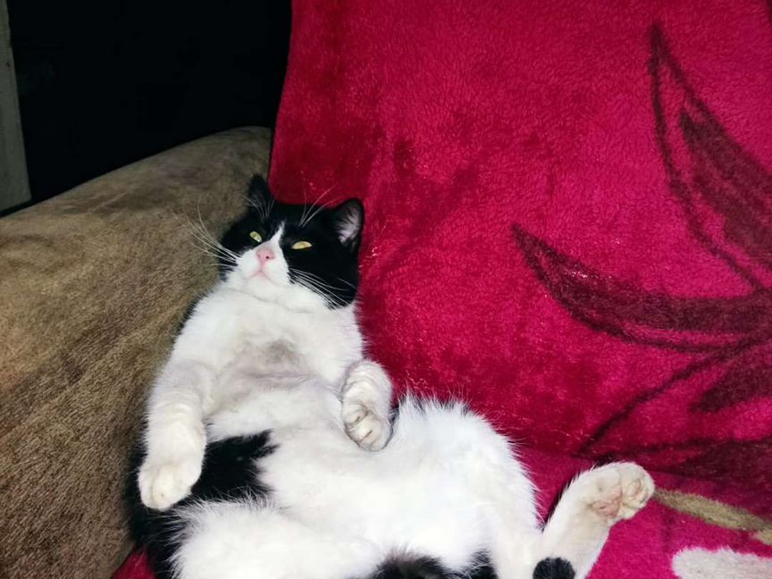 Кошки в добрые руки бесплатно