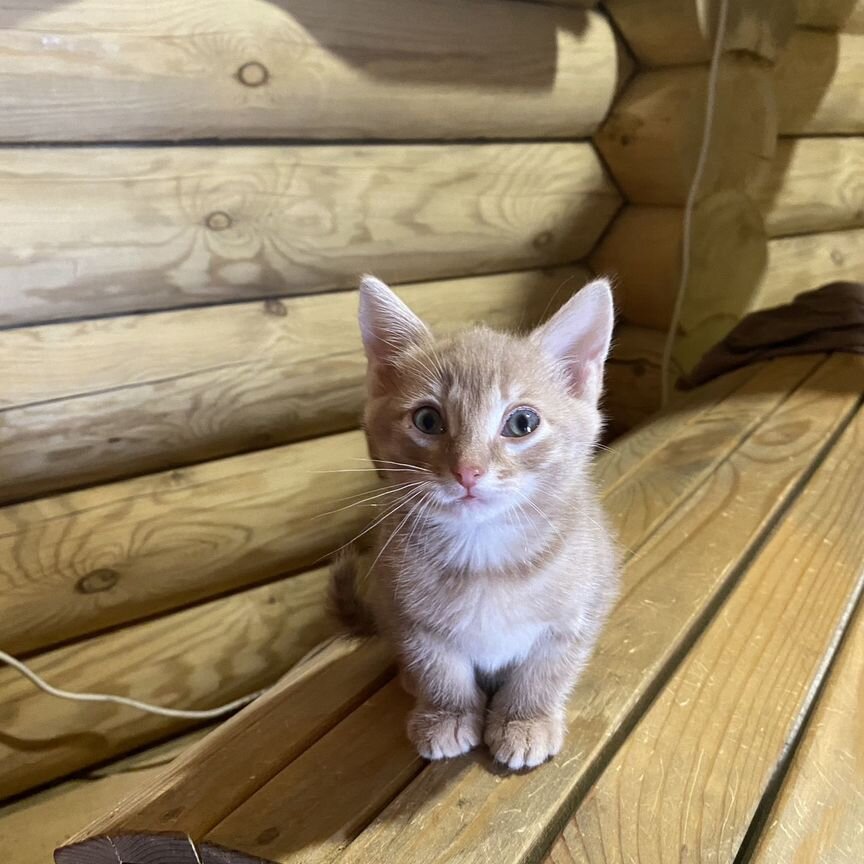 Отдам бежевого мальчугана