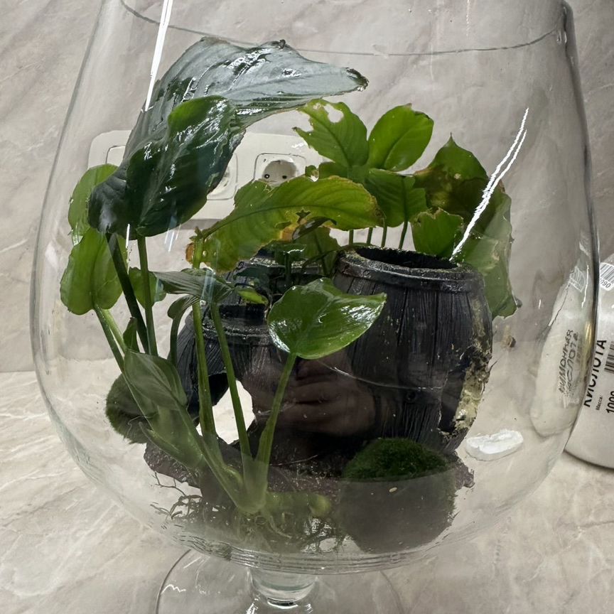 Аквариум с петушками