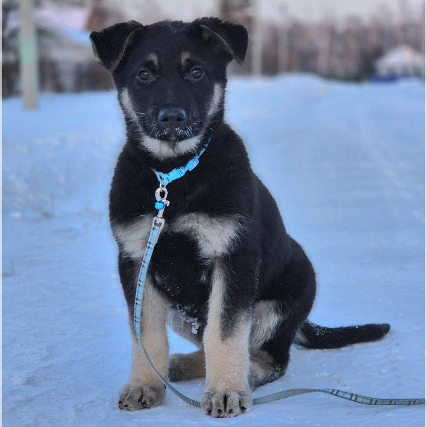 Восточноевропейская овчарка, щенок