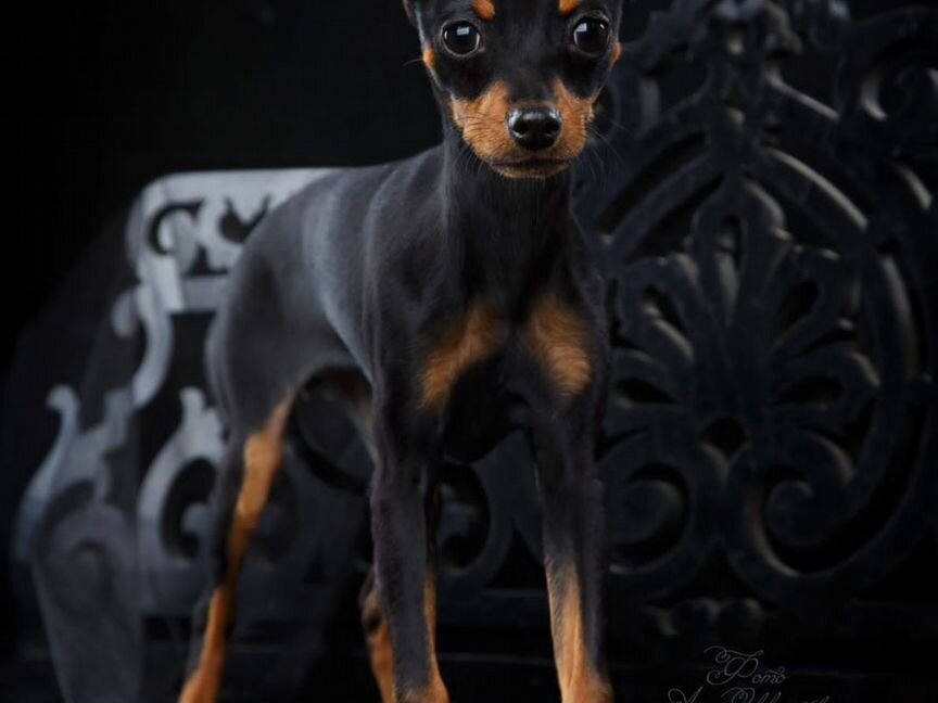 Мини той-терьер