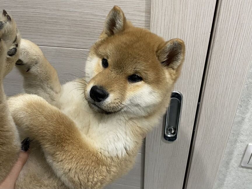 Собаки сиба ину щенки