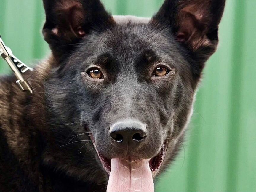 Собака в добрые руки бесплатно