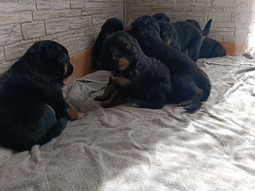 Щенки немецкой овчарки