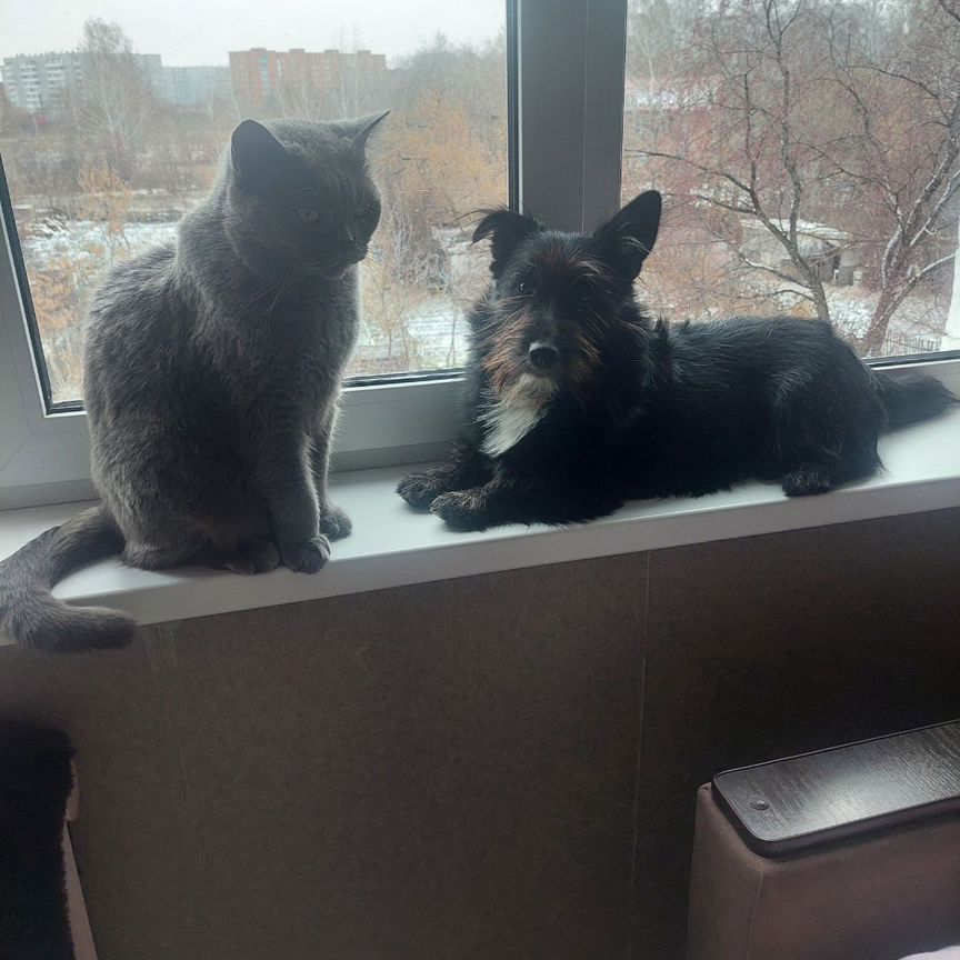Собака метис Скотч-терьер