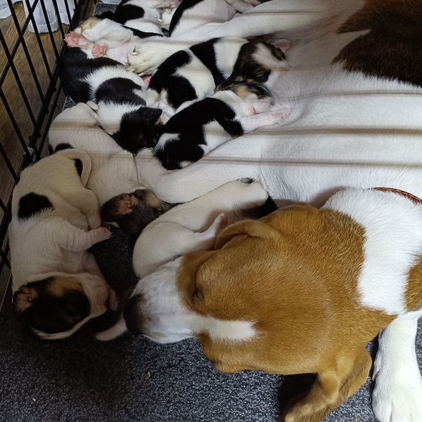 Бигль, щенок