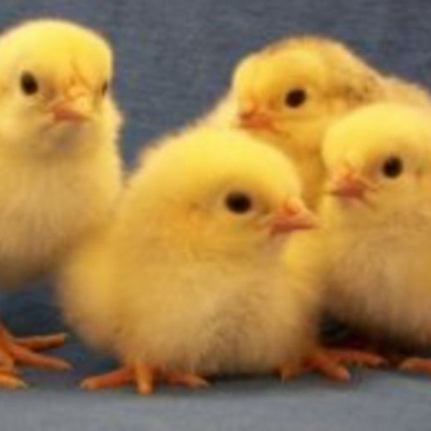 Цыпленок суточный бесплатно