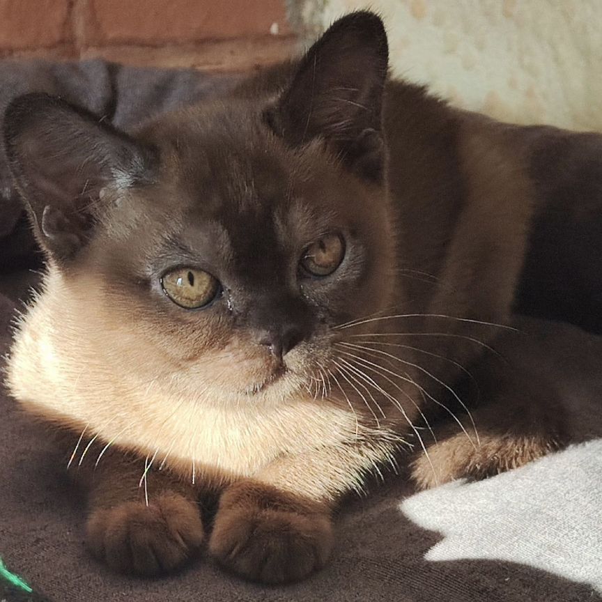 Европейский бурманский котёнок