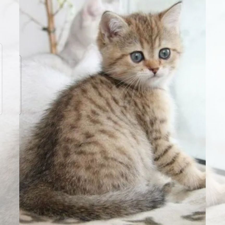 Шотландский прямоухий короткошёрстный котёнок