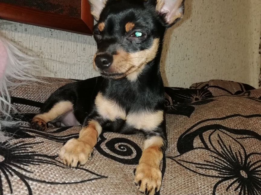 Мини той-терьер щенки