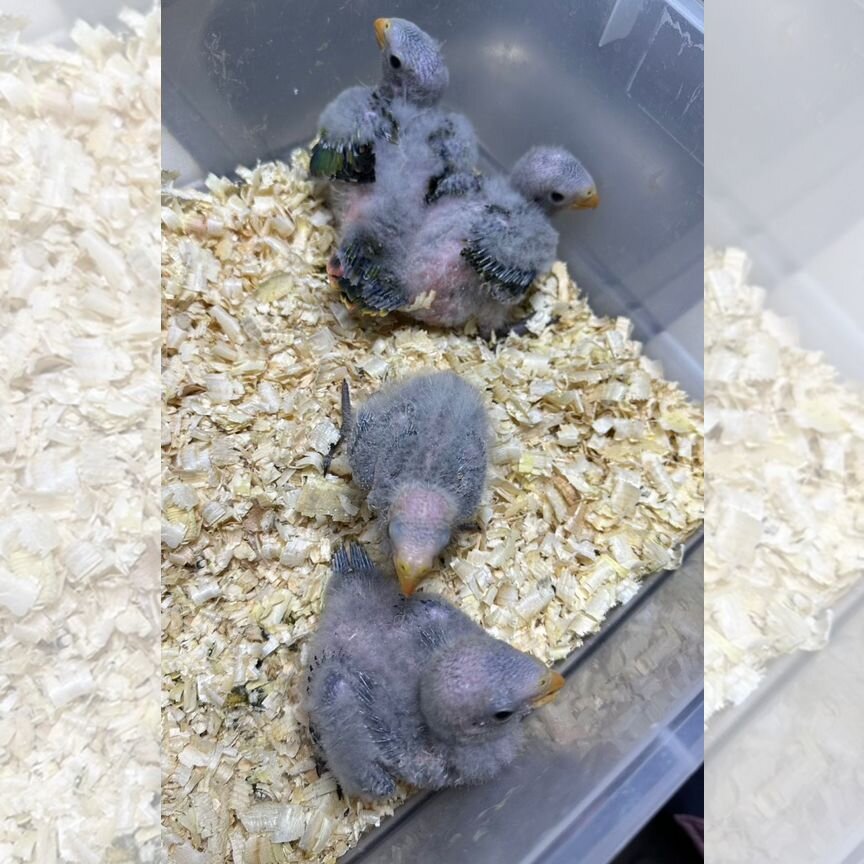 Горный попугай супер ручной птенец выкормыш