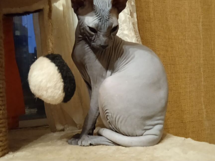 Донской сфинкс котёнок голенький мальчик