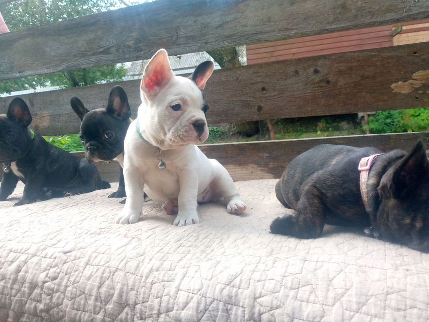 French bulldogs