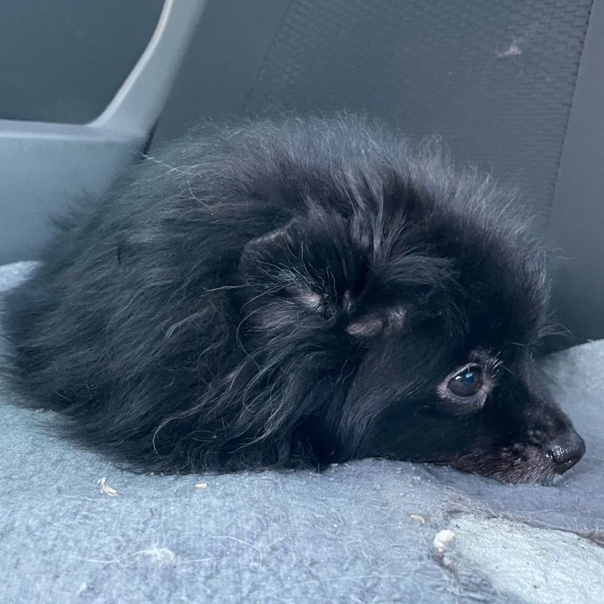 Померанский шпиц, взрослая собака