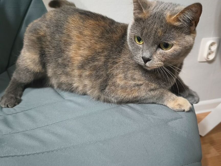 Кошка в дар