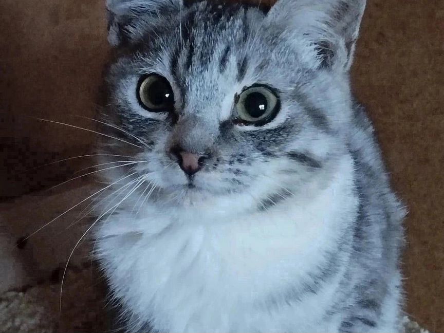 Котенок в добрые руки