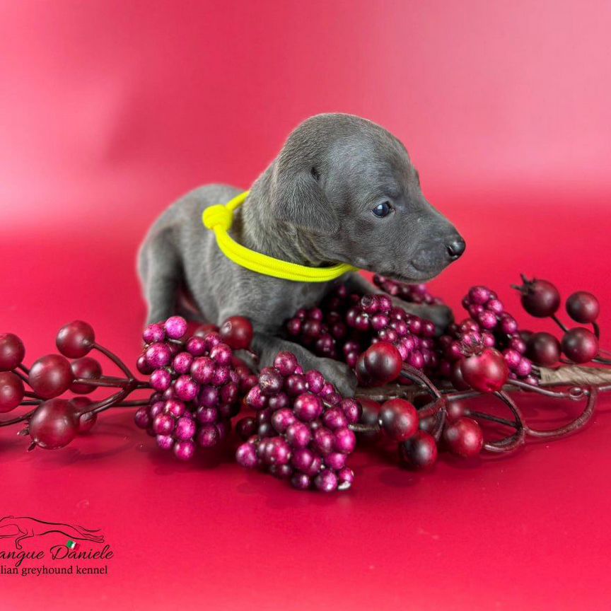 Левретка, щенок