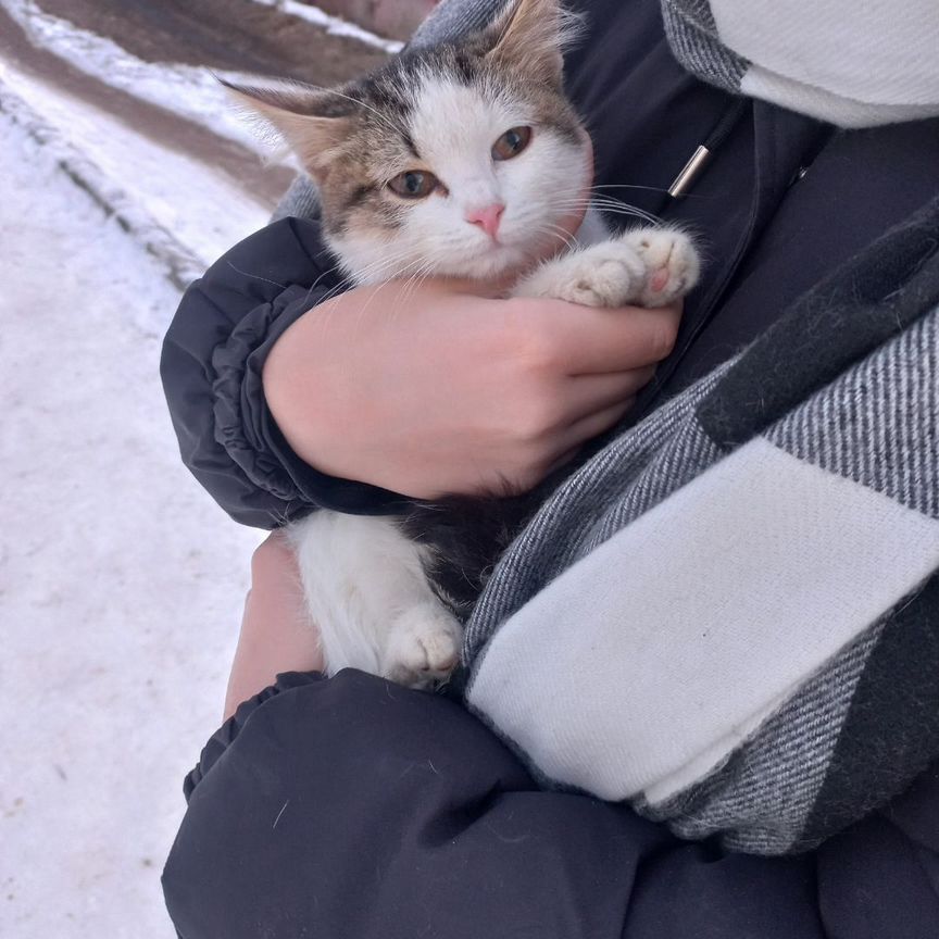 Нашли котёнка